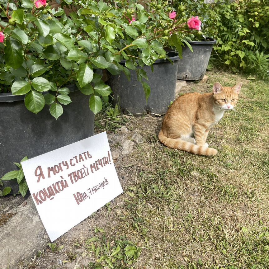 Рыжий котенок в добрые руки