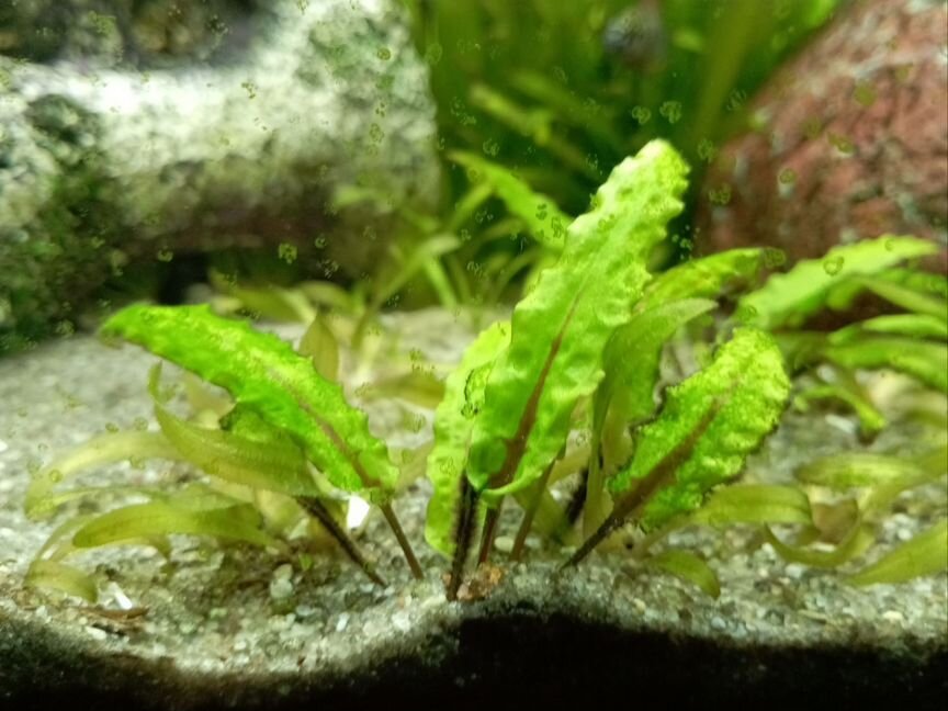 Криптокорина Валиснерия