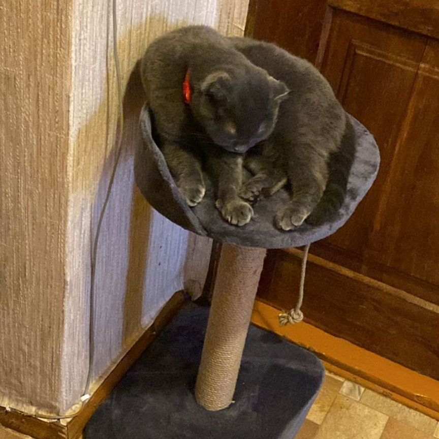 Отдам в хорошие руки кошку британскую вислоухая