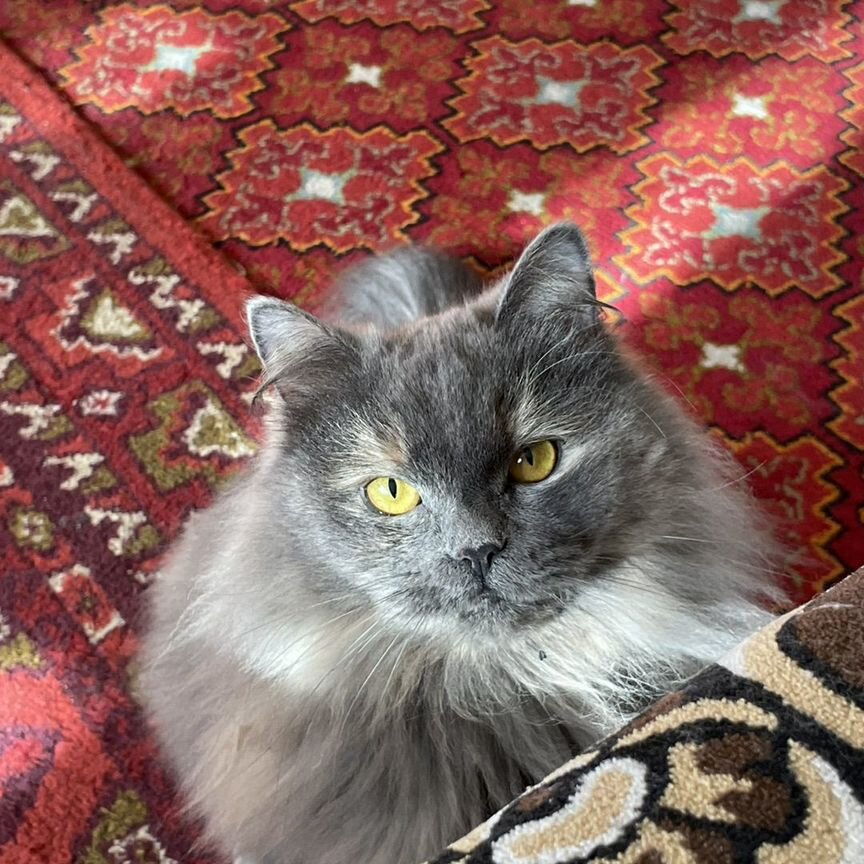 Кошечка в добрые руки
