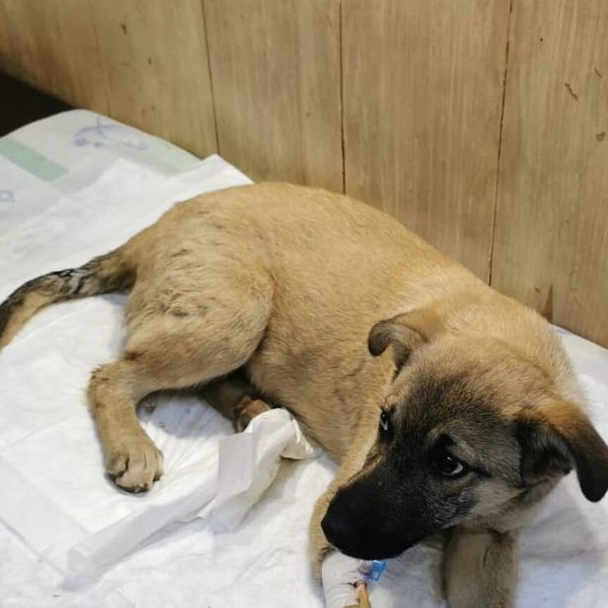 Сторожевая собака