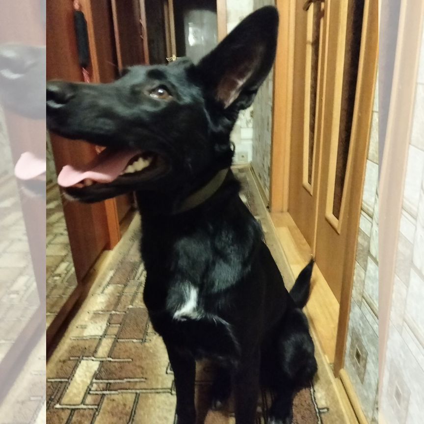 Немецкая овчарка, щенок