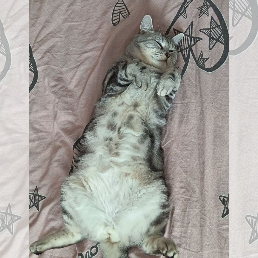 Шотландский прямоухий короткошёрстный, взрослый кот