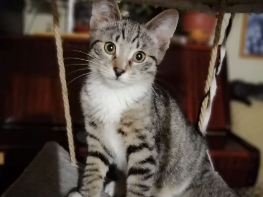 Котята ждут родителей