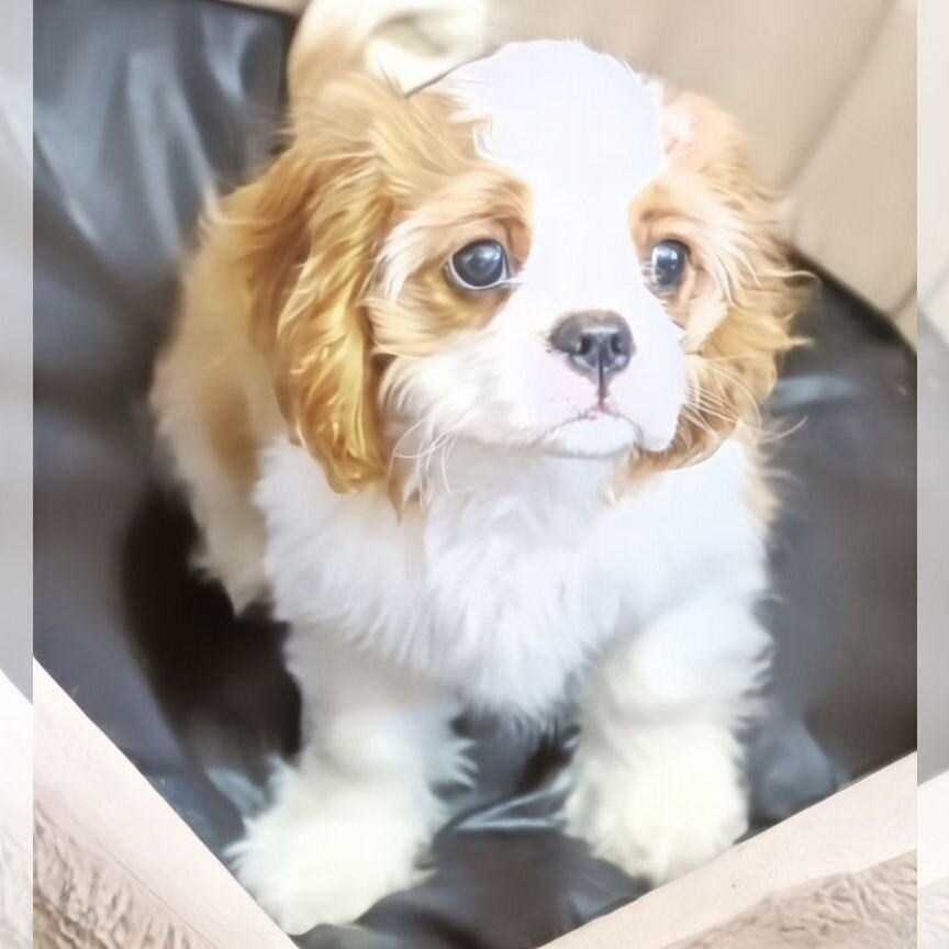 Кавалер кинг-чарльз-спаниель, щенок