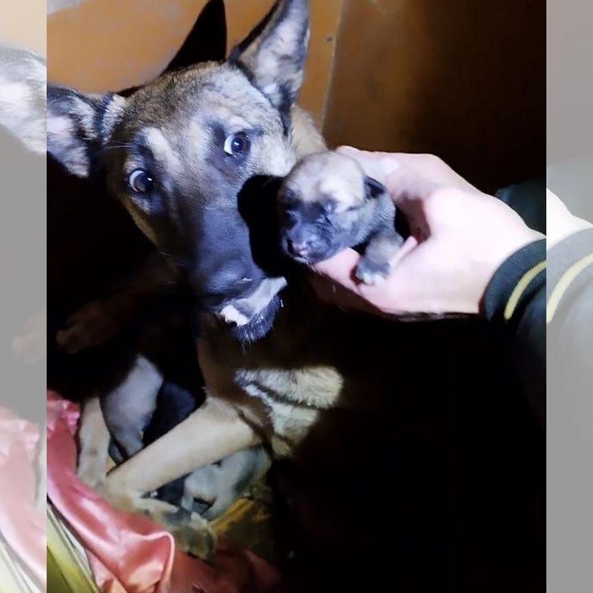 Бельгийская овчарка, щенок