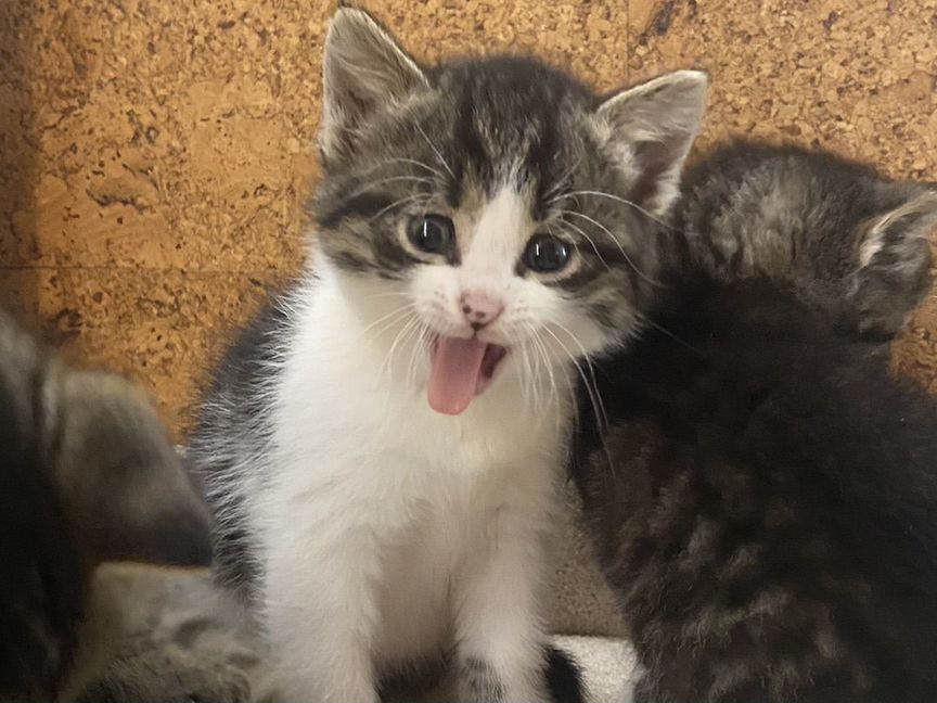 Котята