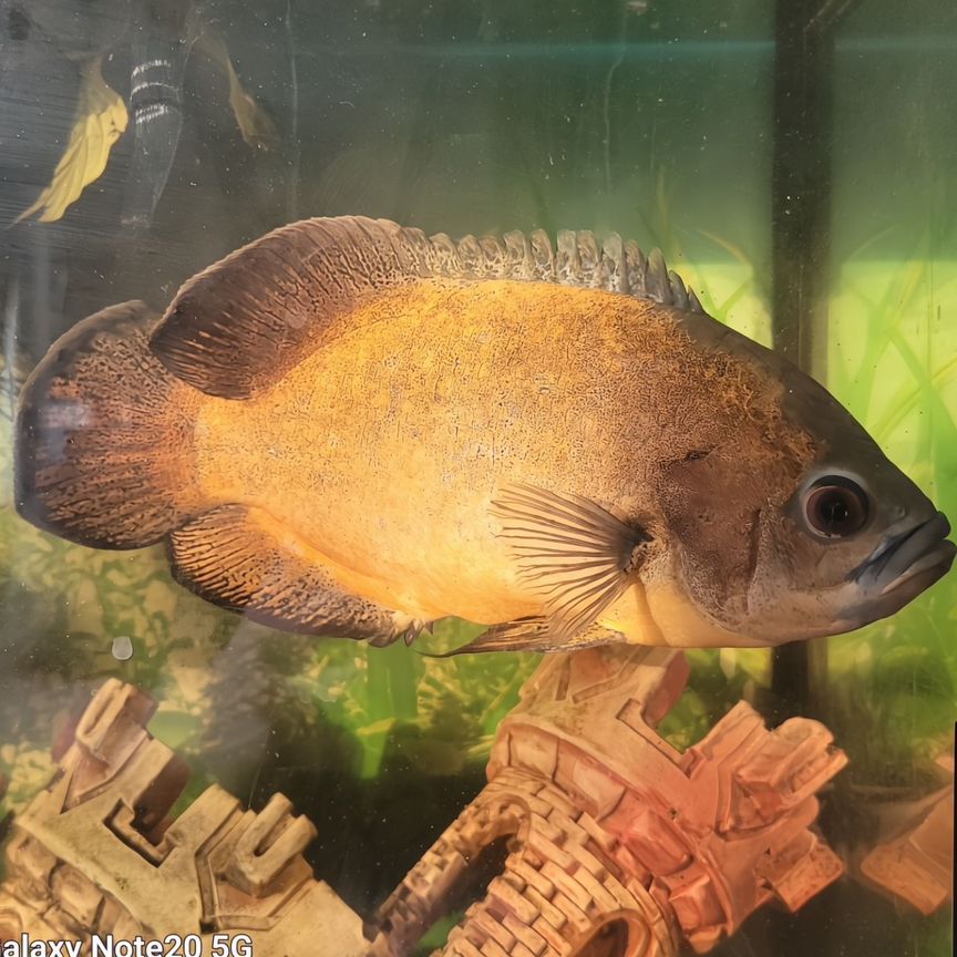 Астронотусы почти что в дар