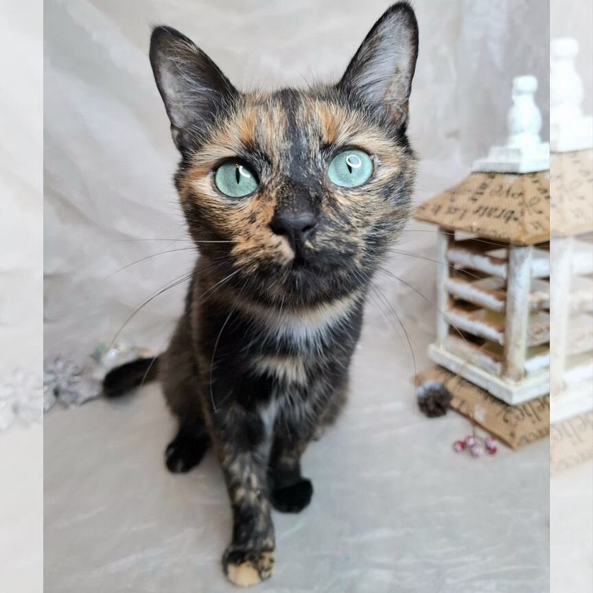 Взрослая кошка в добрые руки