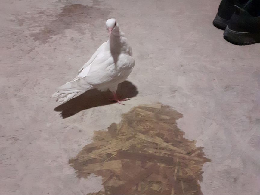 Продажа голубей