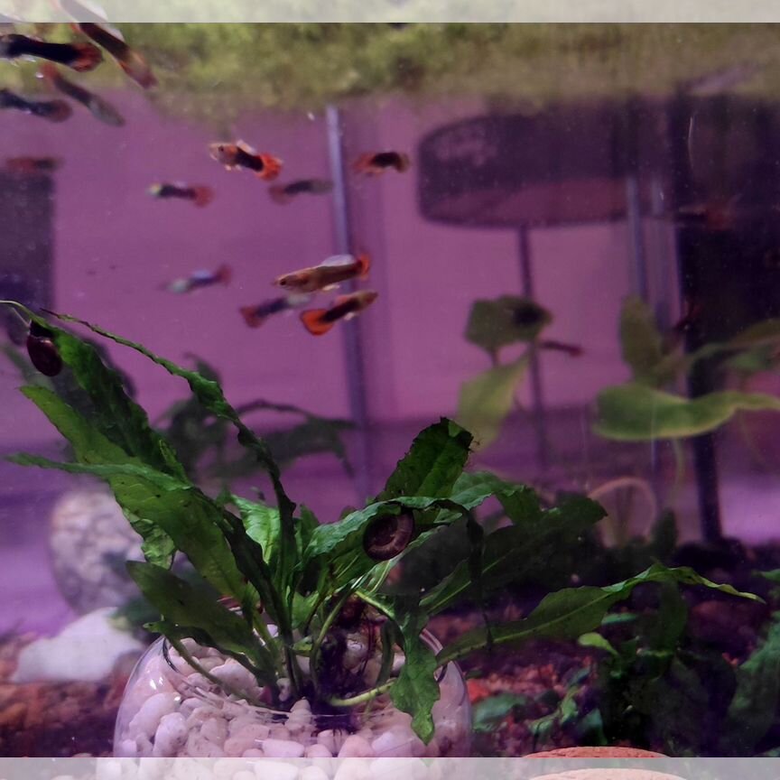 Гуппи мальчики