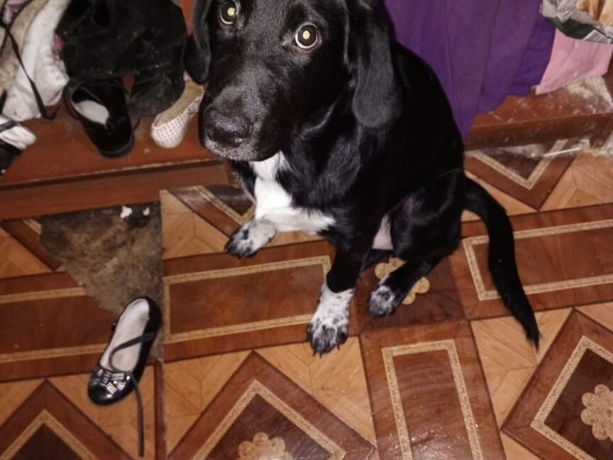 Собака в добрые руки