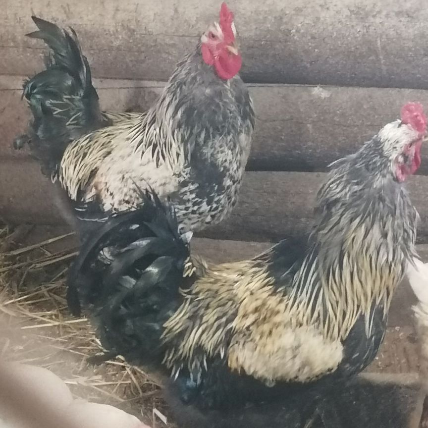 Молодые петухи