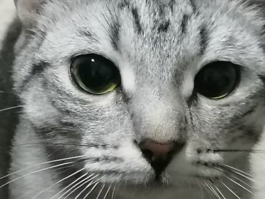 Котята шотландцы вислоухие и прямоухие