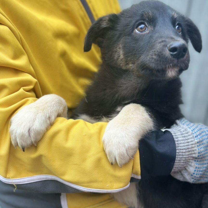 Щенок 4 месяца чёрно-белый в добрые руки