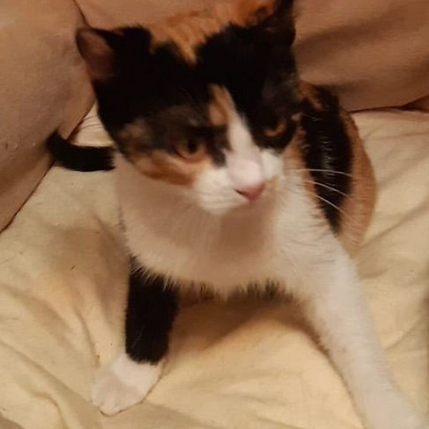 Котик в добрые руки