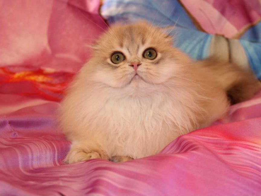 Шотландские котята