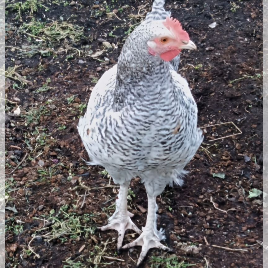 Молодые петухи