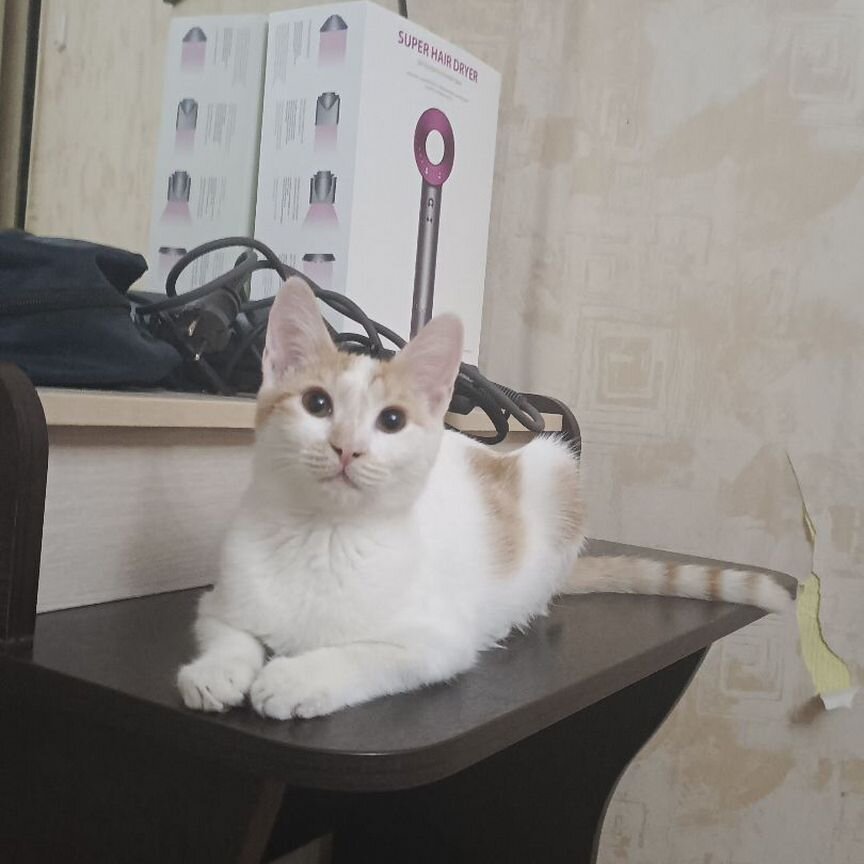 Лея ищет дом