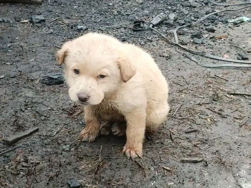 Щенок девочка отдадимся в хорошие и добрые руки