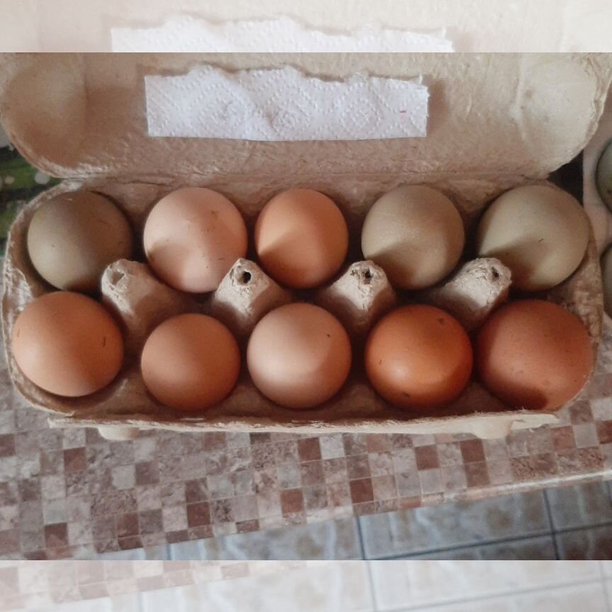 Яйцо на инкубацию