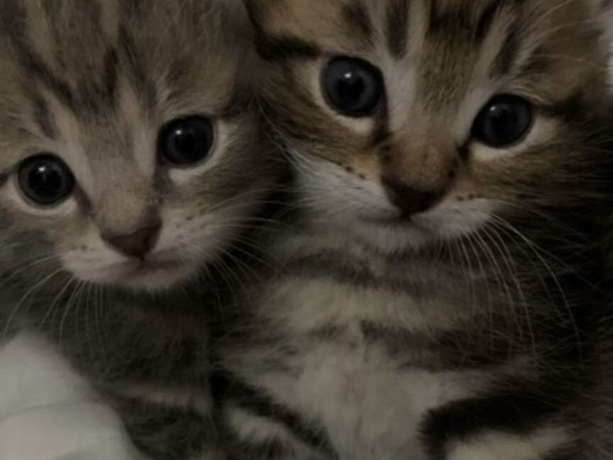 Котята