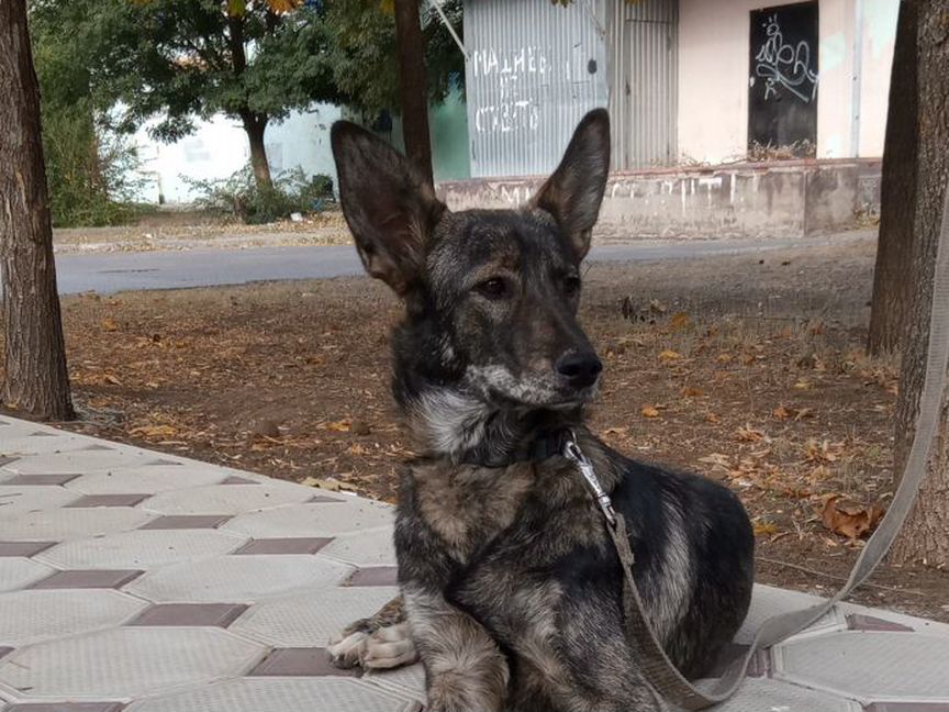 Красивая собака-охранник