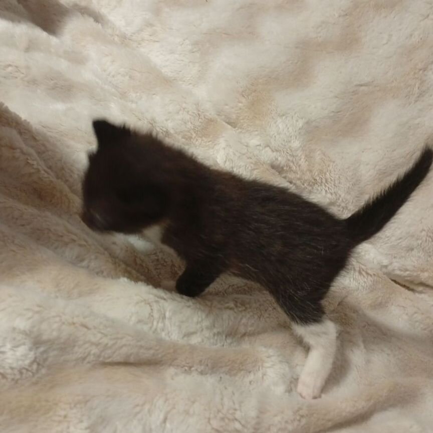 Сиамский котёнок