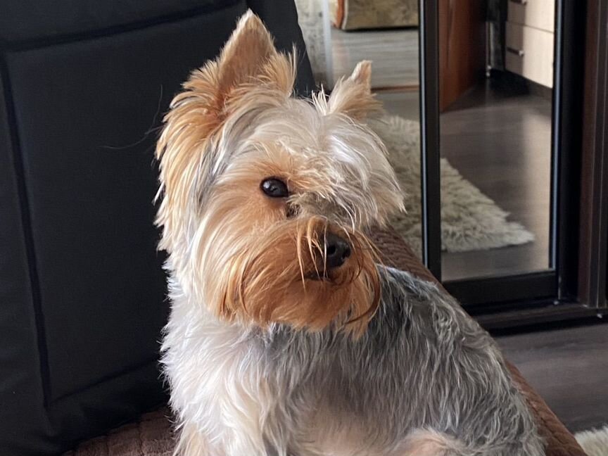 Ищем девочку, Йоркширский терьер(мини) для вязки