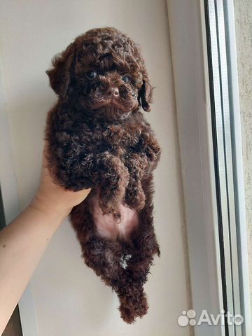 Той-пудель шоколад