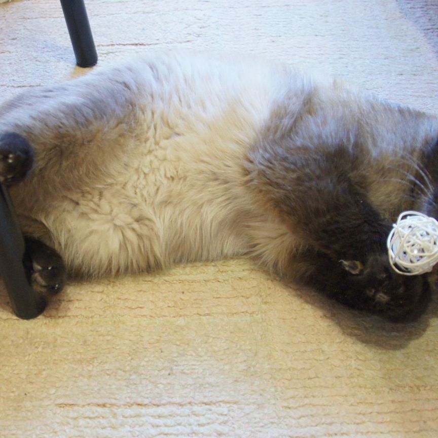 Котик в добрые руки