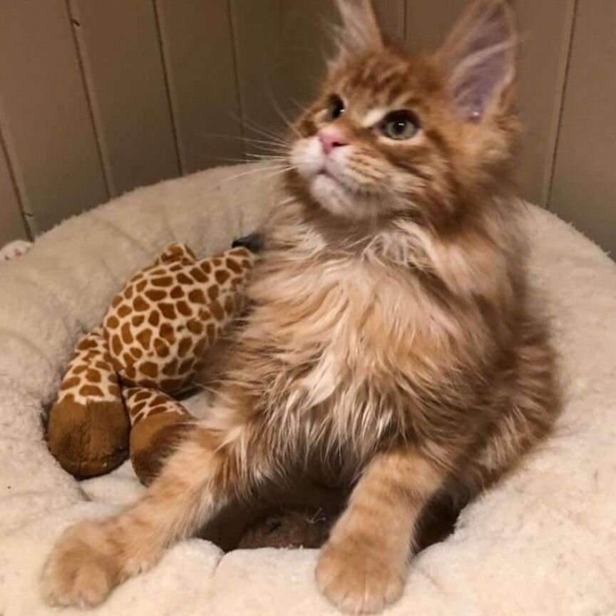 Сибирский котёнок