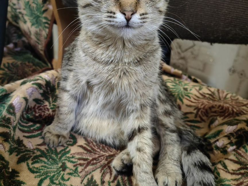 Кошка шотландская в добрые руки