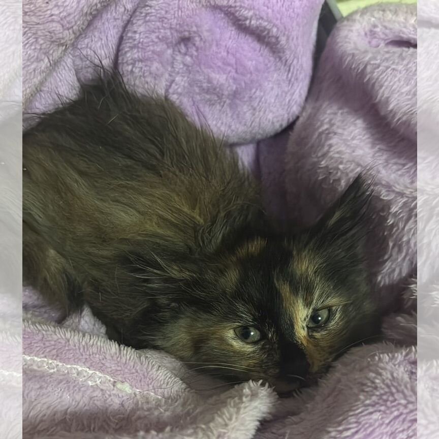 Котенок в добрые руки