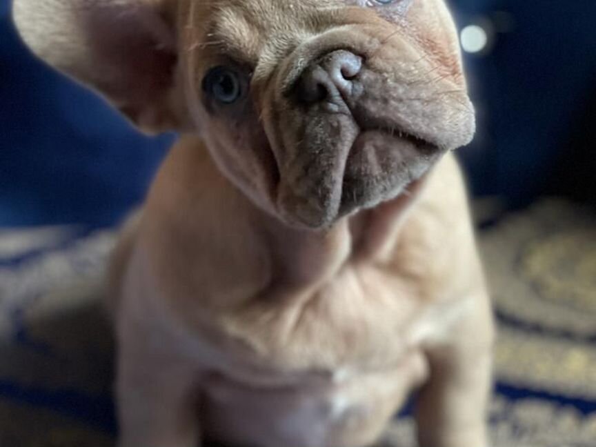 Французский бульдог