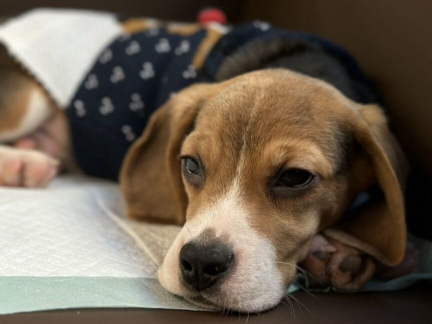 Бигль щенкок