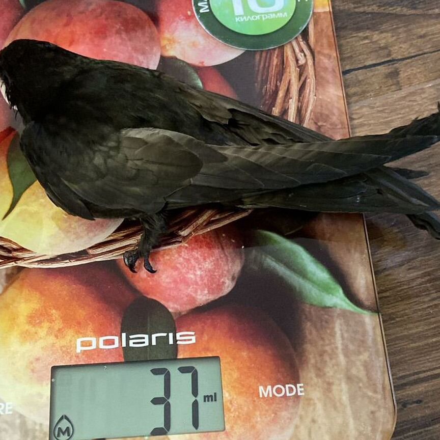 Отдам стрижа