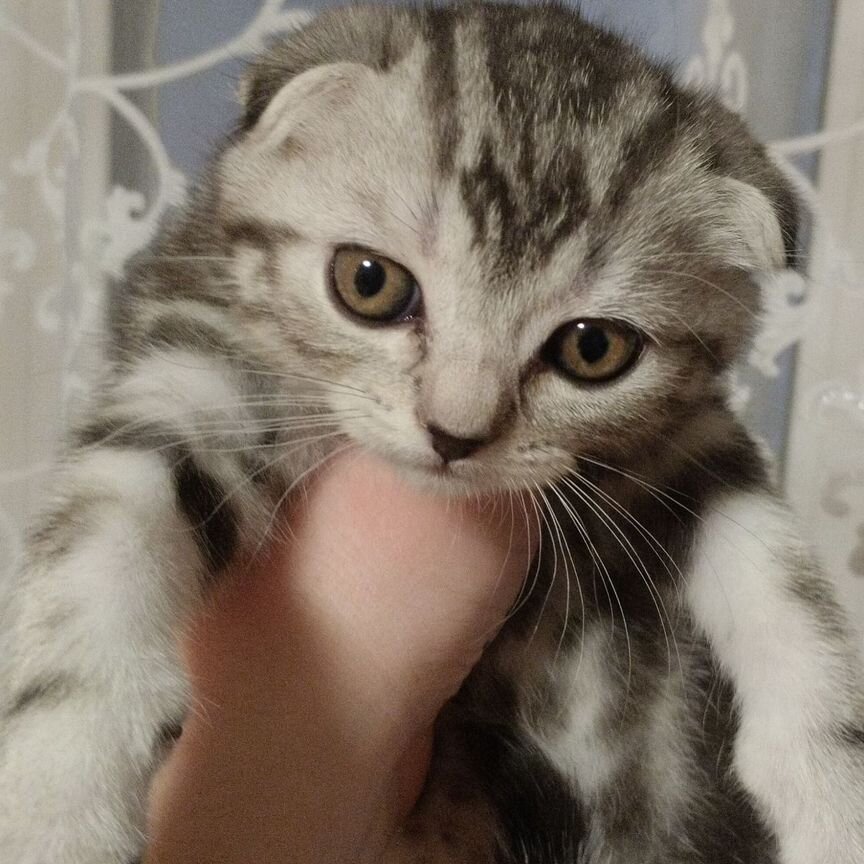 Шотландский вислоухий короткошёрстный котёнок