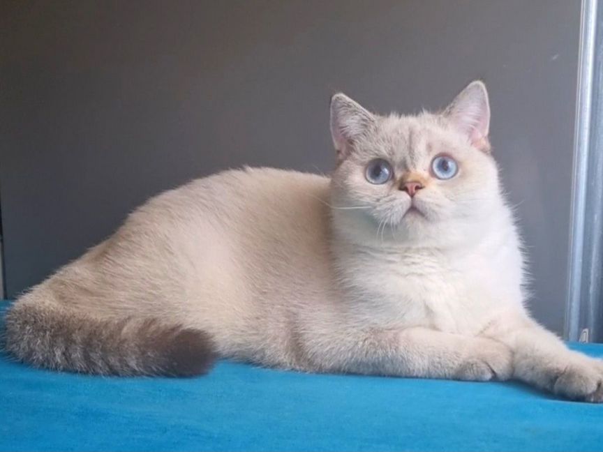 Мальчик золотая шиншилла колорпойнт