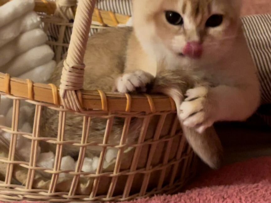 Британская золотая шиншилла, мальчик Ny 12