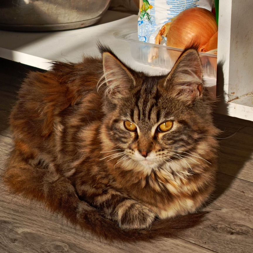 Мейн-кун котёнок