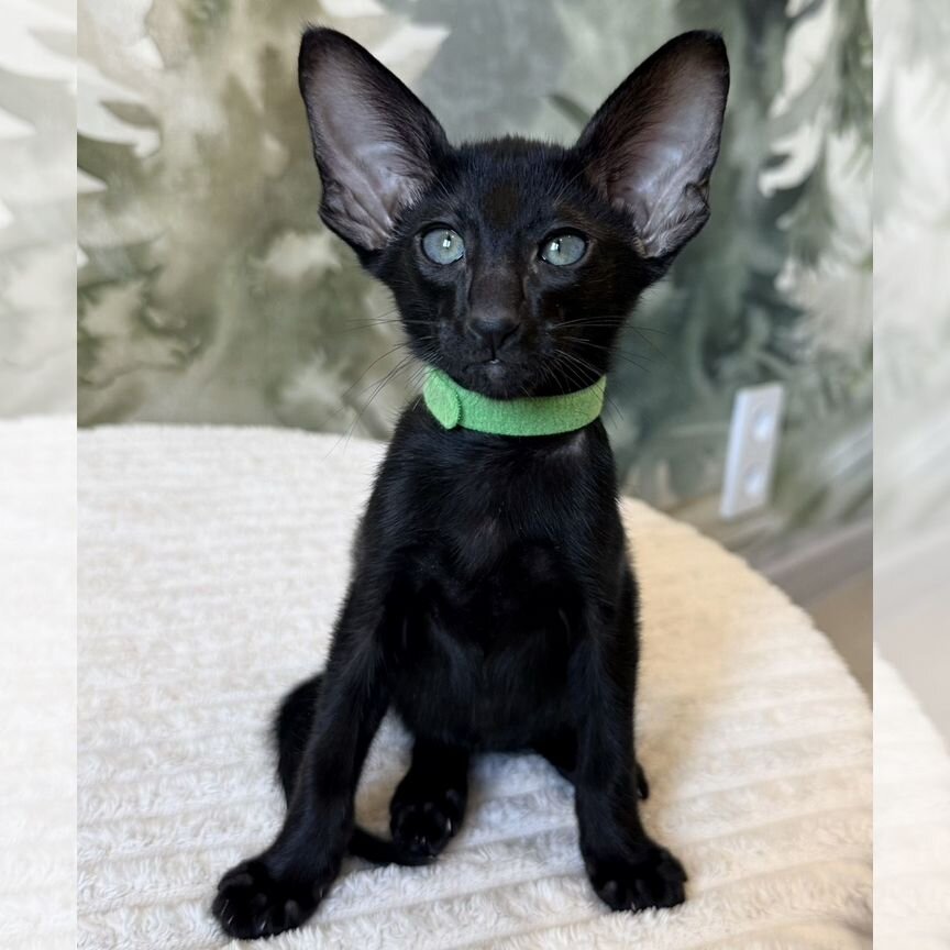 Ориентальный котёнок