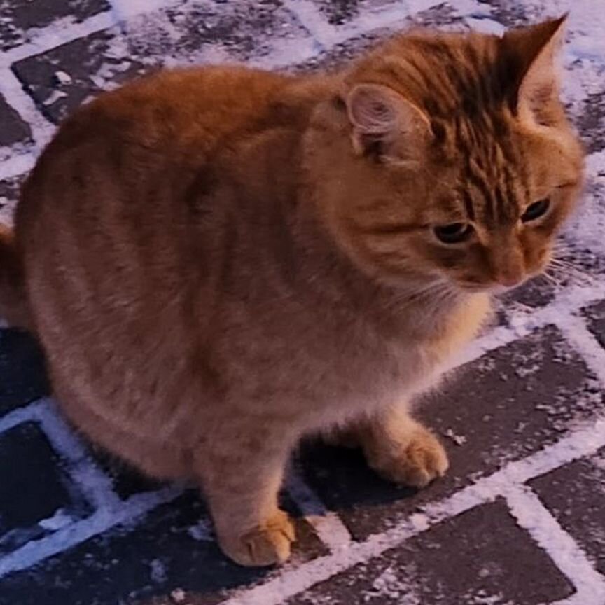 Взрослый кот в добрые руки