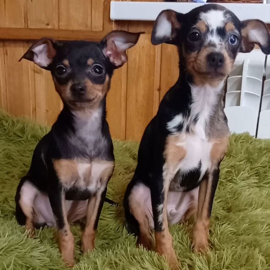 Русский той-терьер, щенок