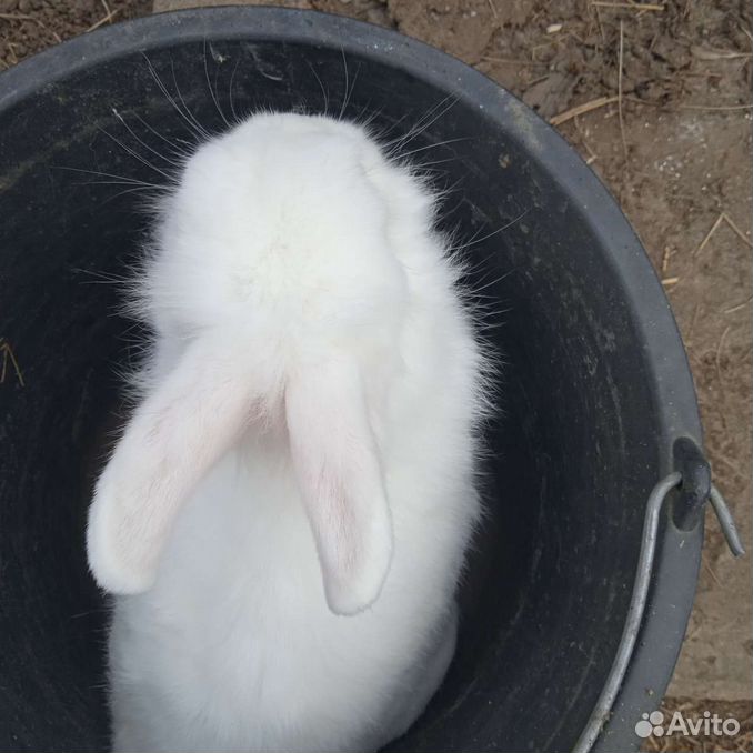 Прадаю кролик дамашние