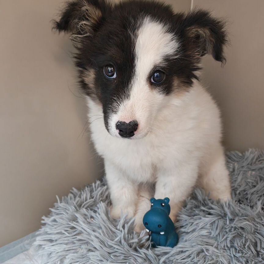 Вельш Корги Кардиган, щенок