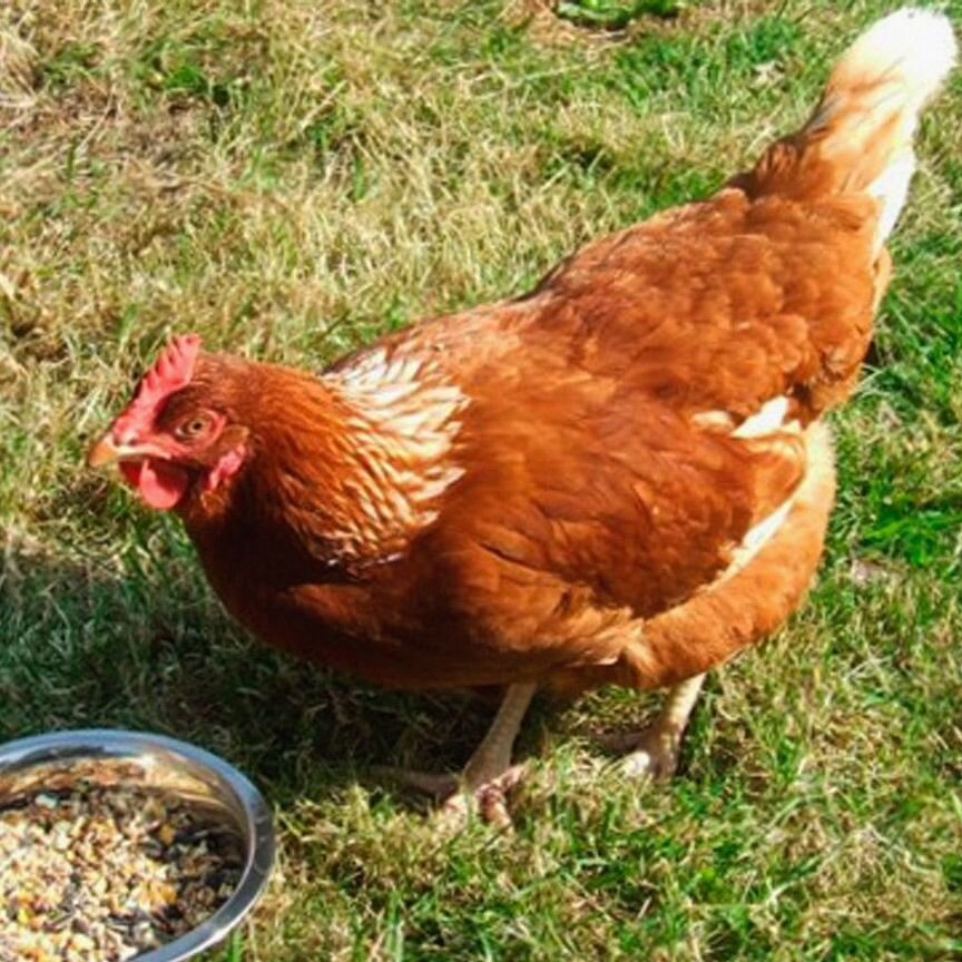 Куры Несушки с доставкой Ломан браун