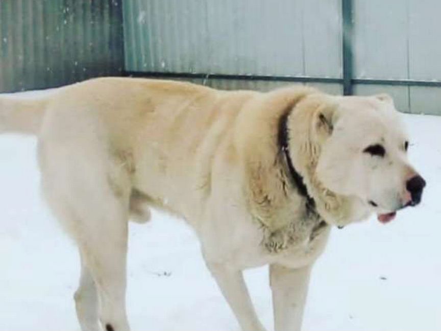 Собаки для вязки