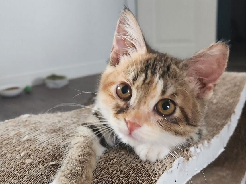 Котёнок девочка 2,5 месяца в добрые руки