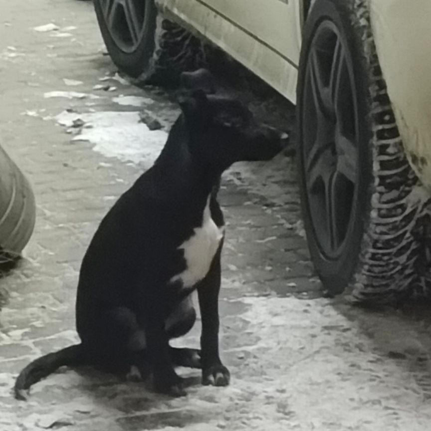 Щенок в добрые руки